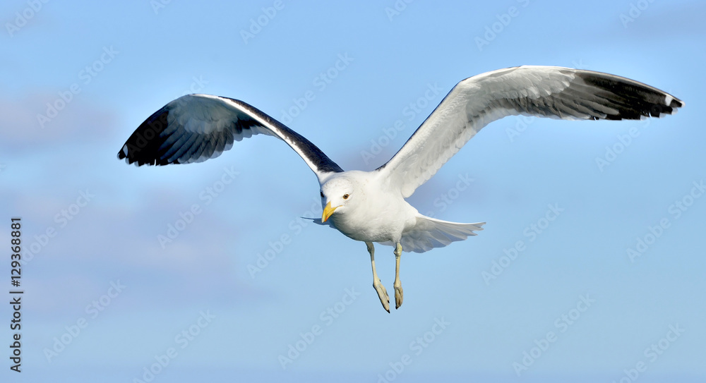 Flying adult Kelp gull (Larus dominicanus), also known as the Dominican ...