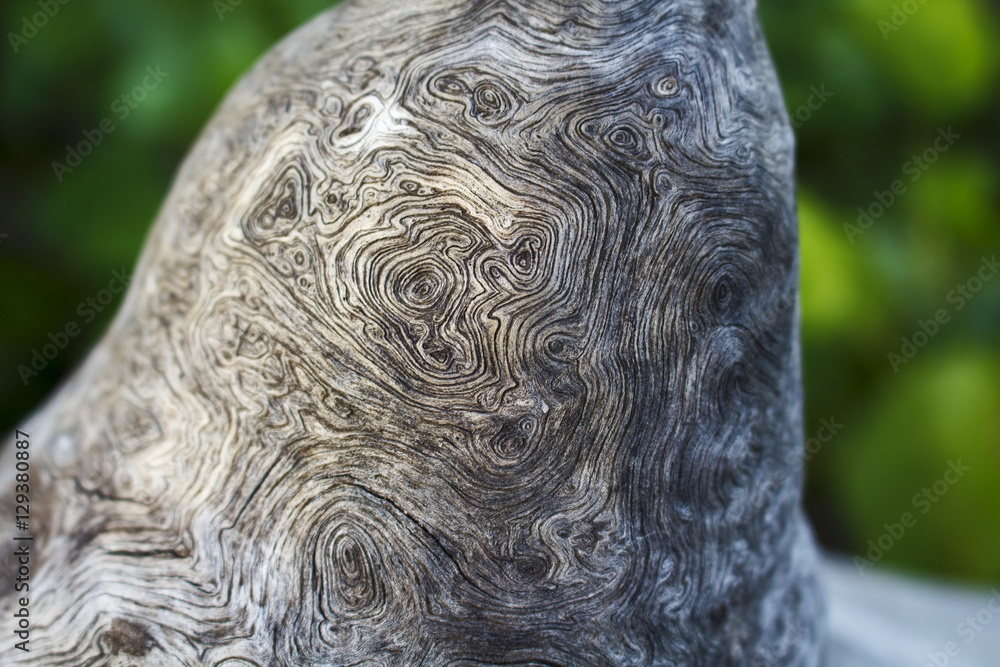 Unusual wood texture closeup photo. White timber with swirls on green ...