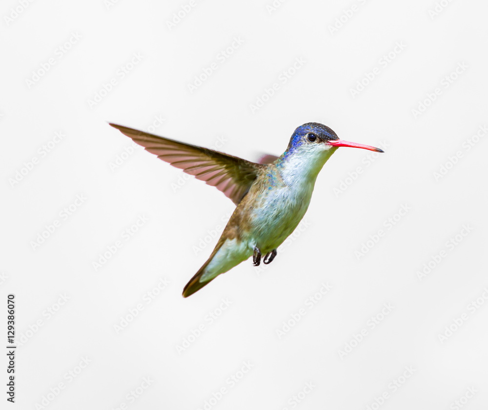 Violet Crowned Hummingbird