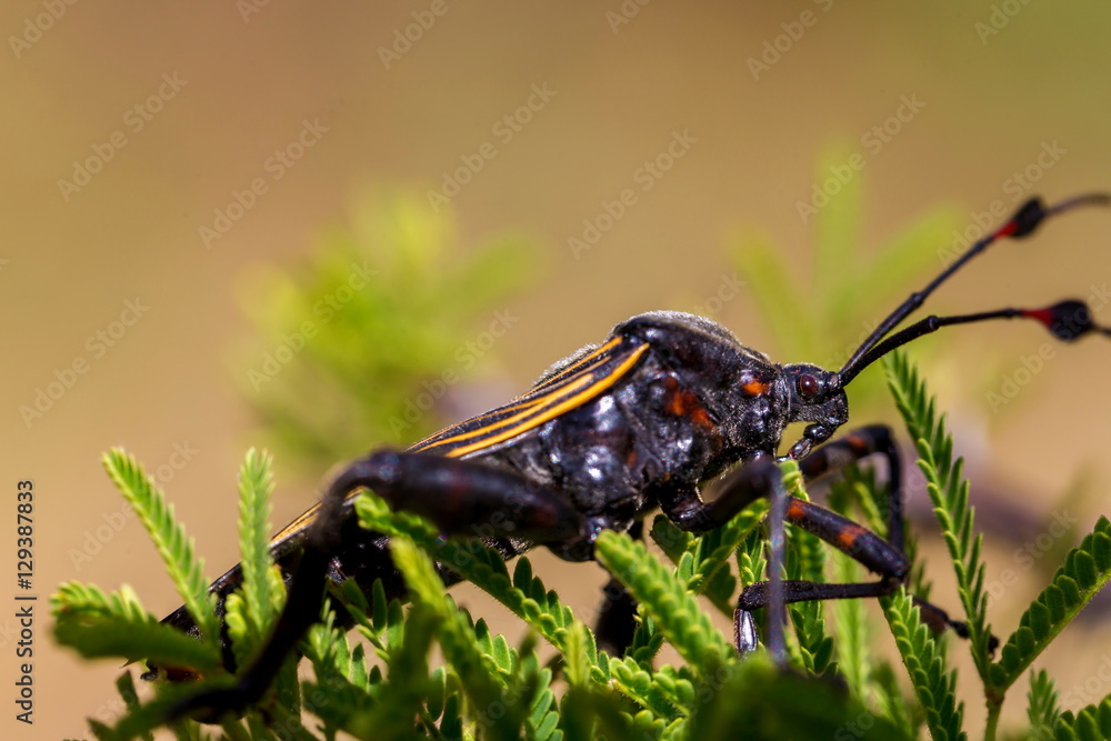 Deadly kissing bug Mexico. Blood sucker, infection is known as Chagas ...