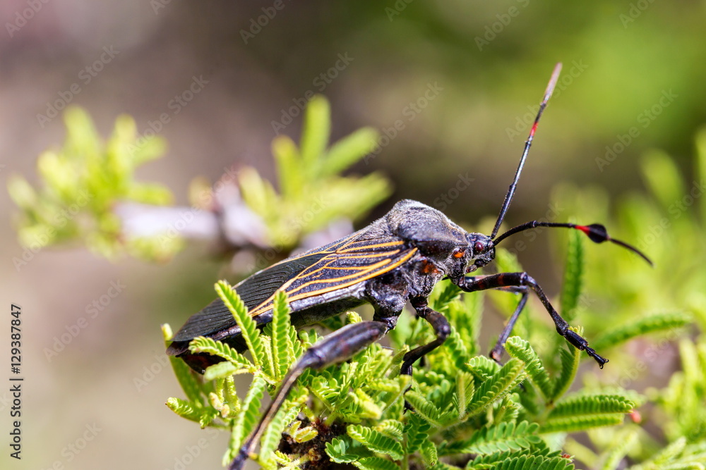 Deadly kissing bug Mexico. Blood sucker, infection is known as Chagas ...