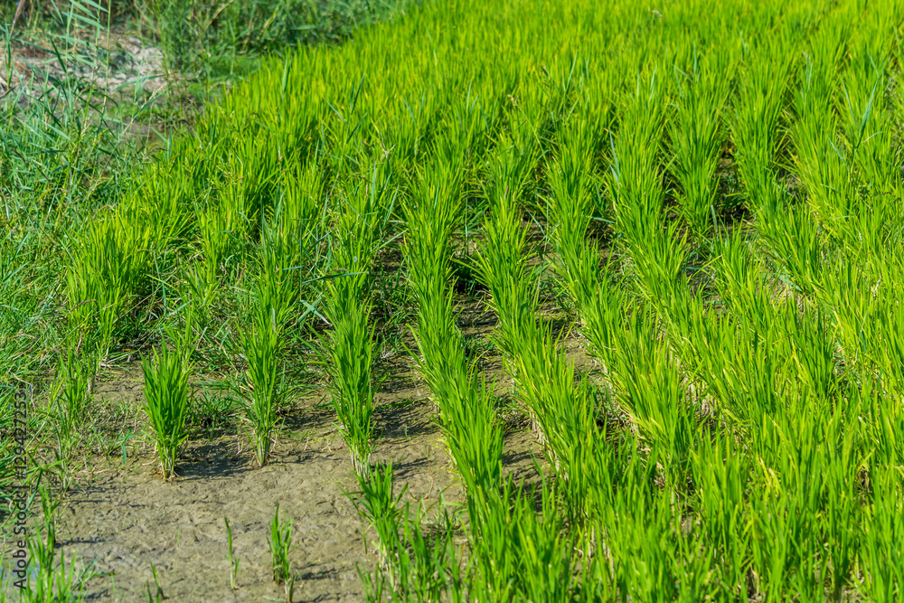 Rizières bio de Camargue. Stock Photo | Adobe Stock