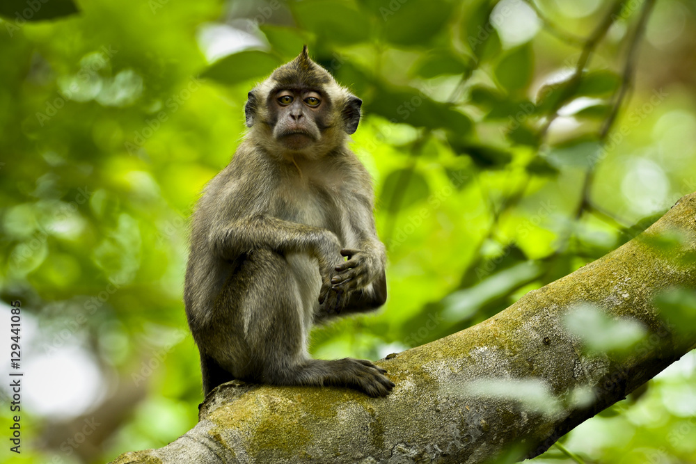 MAURITIUS wildlife - Macaque monkey (macaca fascicularis) in forest ...