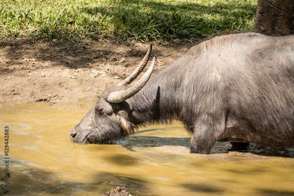 Buffalo are taking a shower,Buffalo soak in water, Buffalo playing ...