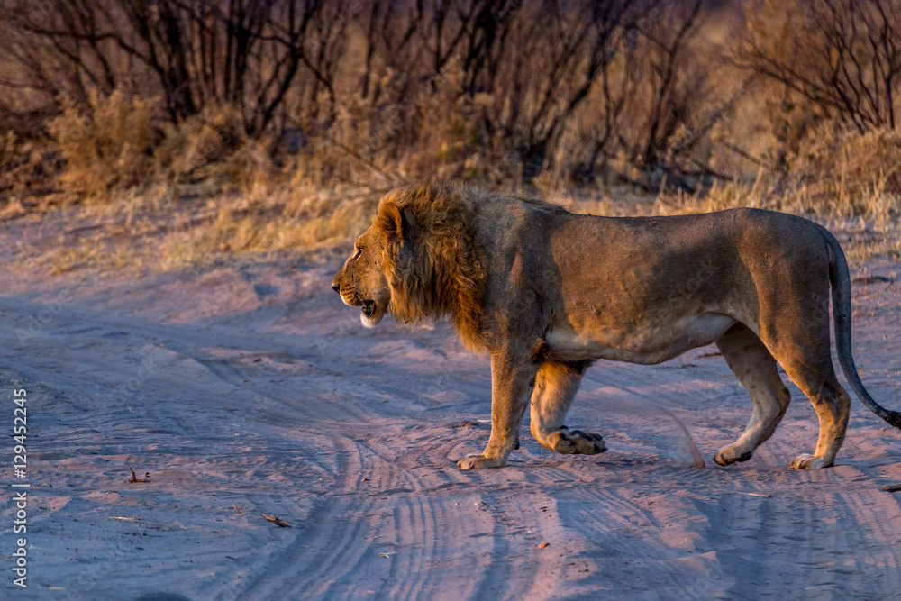 Lion crossing road Stock Photo | Adobe Stock