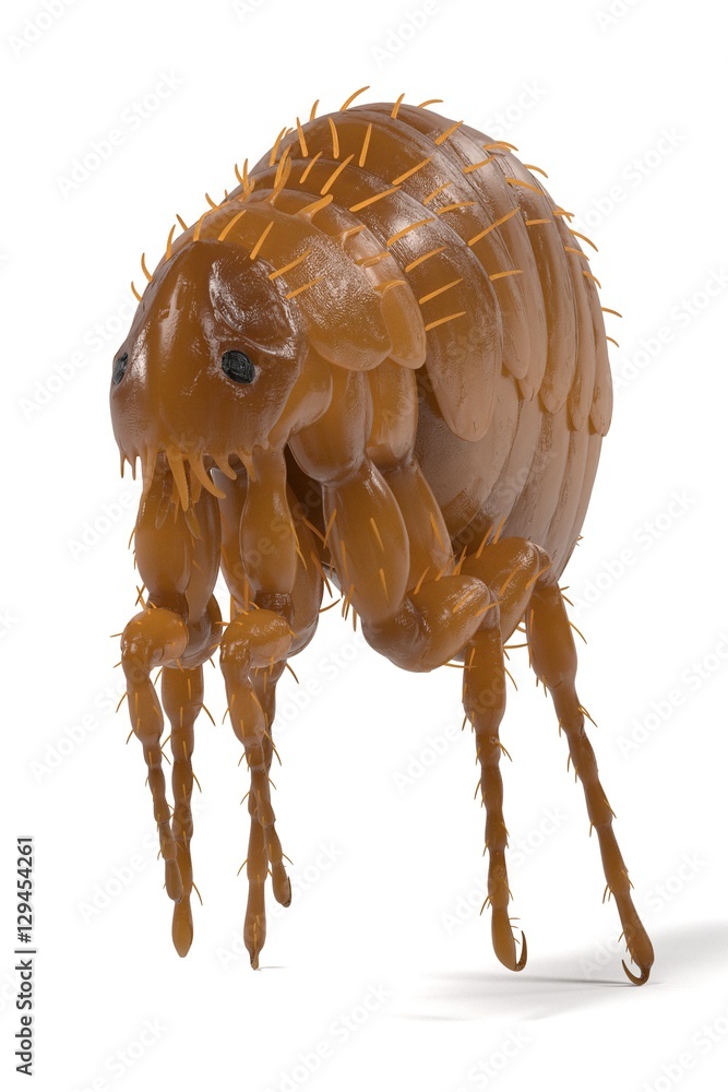 realistic 3d render of flea Stock Illustration | Adobe Stock