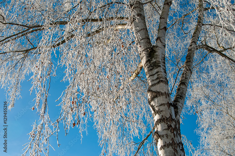 Birke im Winter Stock-Foto | Adobe Stock