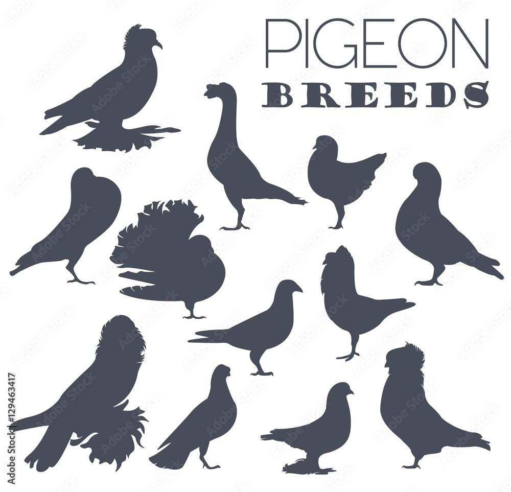 Poultry farming. Pigeon breeds icon set. Flat design Stock Vector ...