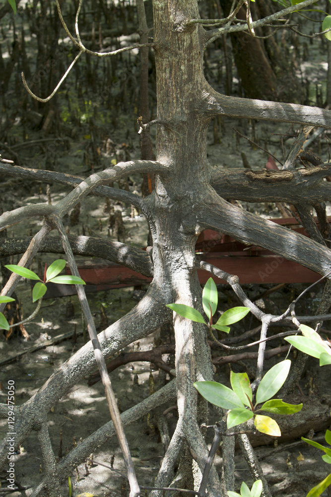 Mangrove root system Stock Photo | Adobe Stock