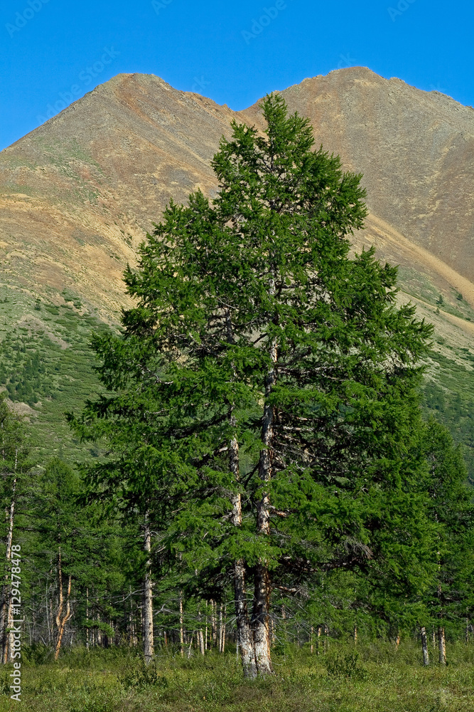 Larch on a background of mountains with a double top. Ridge Cherskogo ...