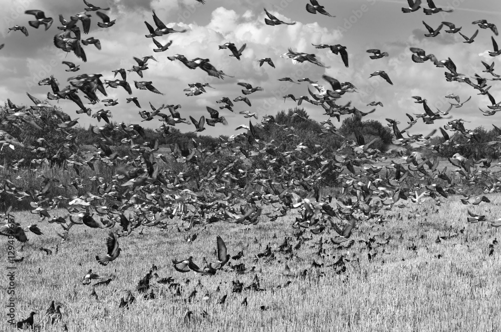 Soaring over field after harvest of rye harvested doves. Stock-Foto ...