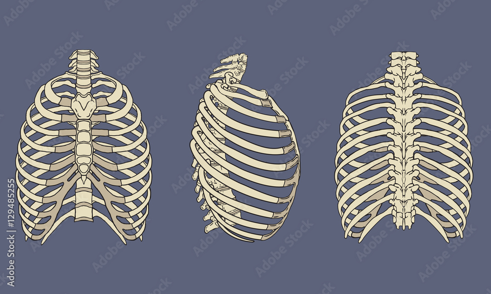 Human Rib Cage Skeletal Anatomy Pack Stock Vector | Adobe Stock