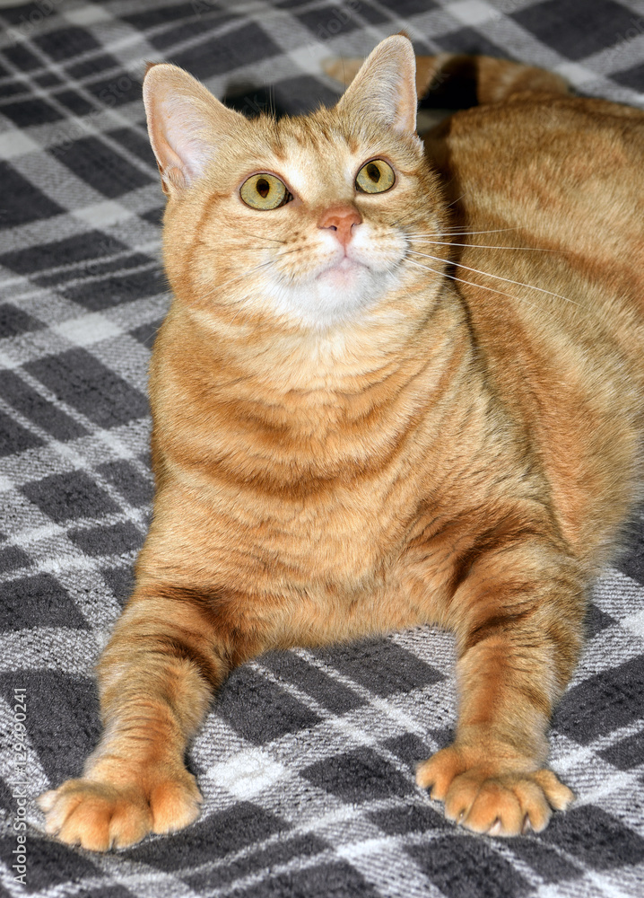 Orange Polydactyl Cat