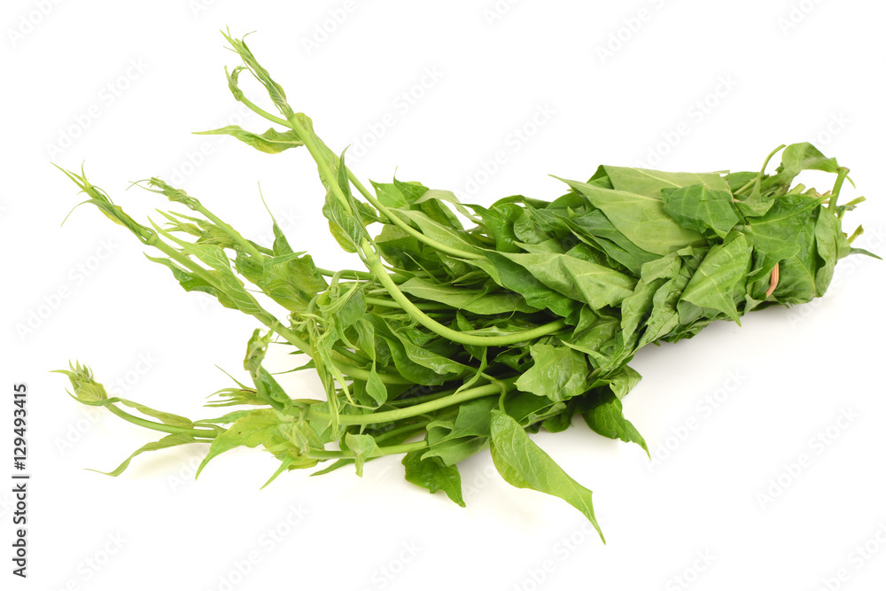 Gymnema inodorum Decne. Native vegetation of northern Thailand have ...