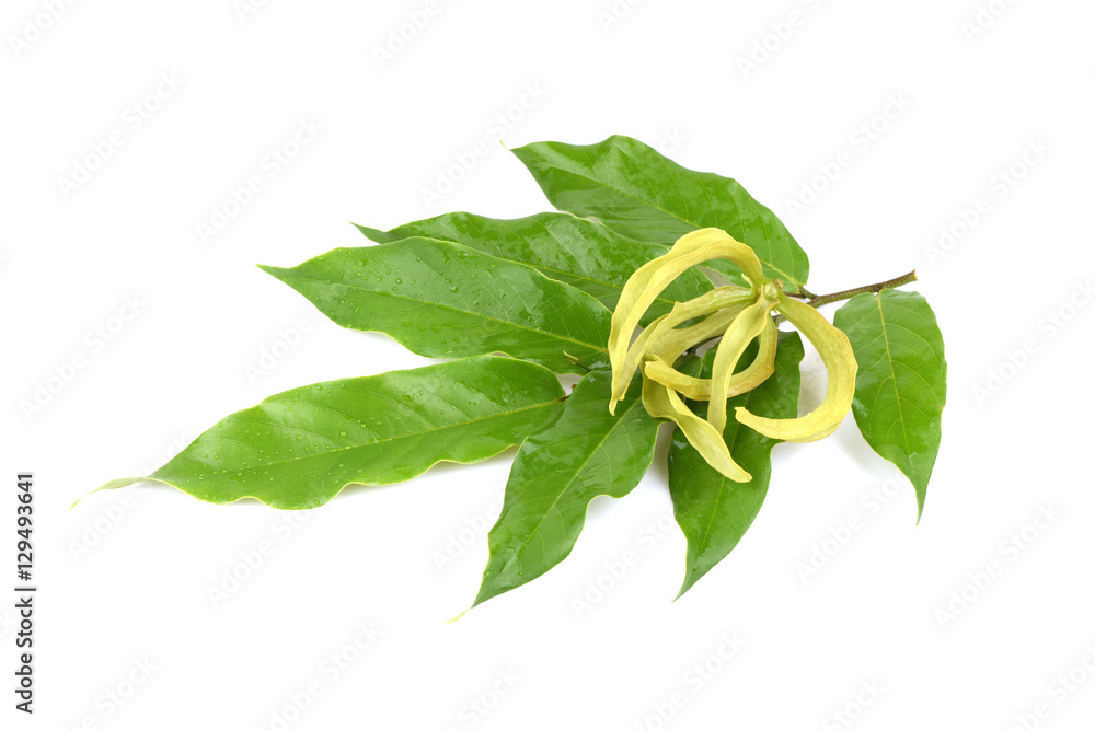 Dwarf Ylang-Ylang, Ilang.-Ilang, (Cananga fruticosa) flower native of ...