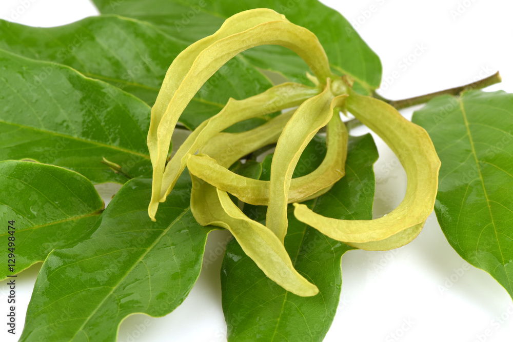 Dwarf Ylang-Ylang, Ilang.-Ilang, (Cananga fruticosa) flower native of ...