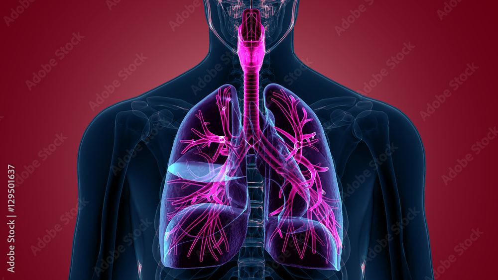 Male anatomy of human respiratory system in x-ray. 3d render Stock ...