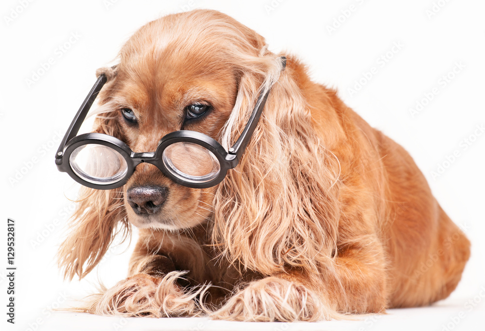 Foto Stock Cocker spaniel in the glasses | Adobe Stock