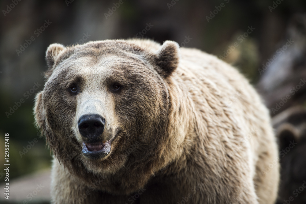 Oso pardo Stock Photo | Adobe Stock