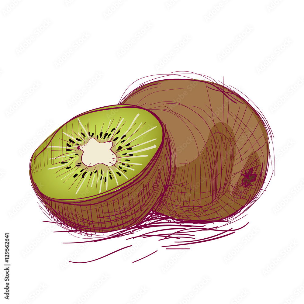 Vector sketch of a kiwi Stock Vector | Adobe Stock