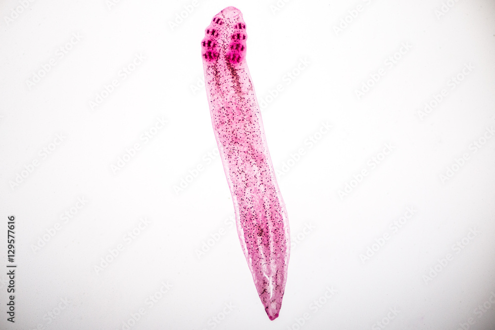 Flukes infestation (parasite) under microscope view. Stock Photo ...