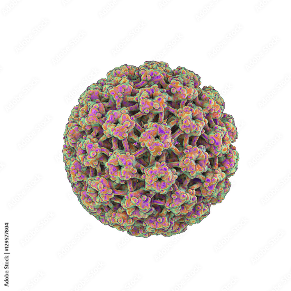 Human papillomavirus isolated on white background, a virus which causes ...
