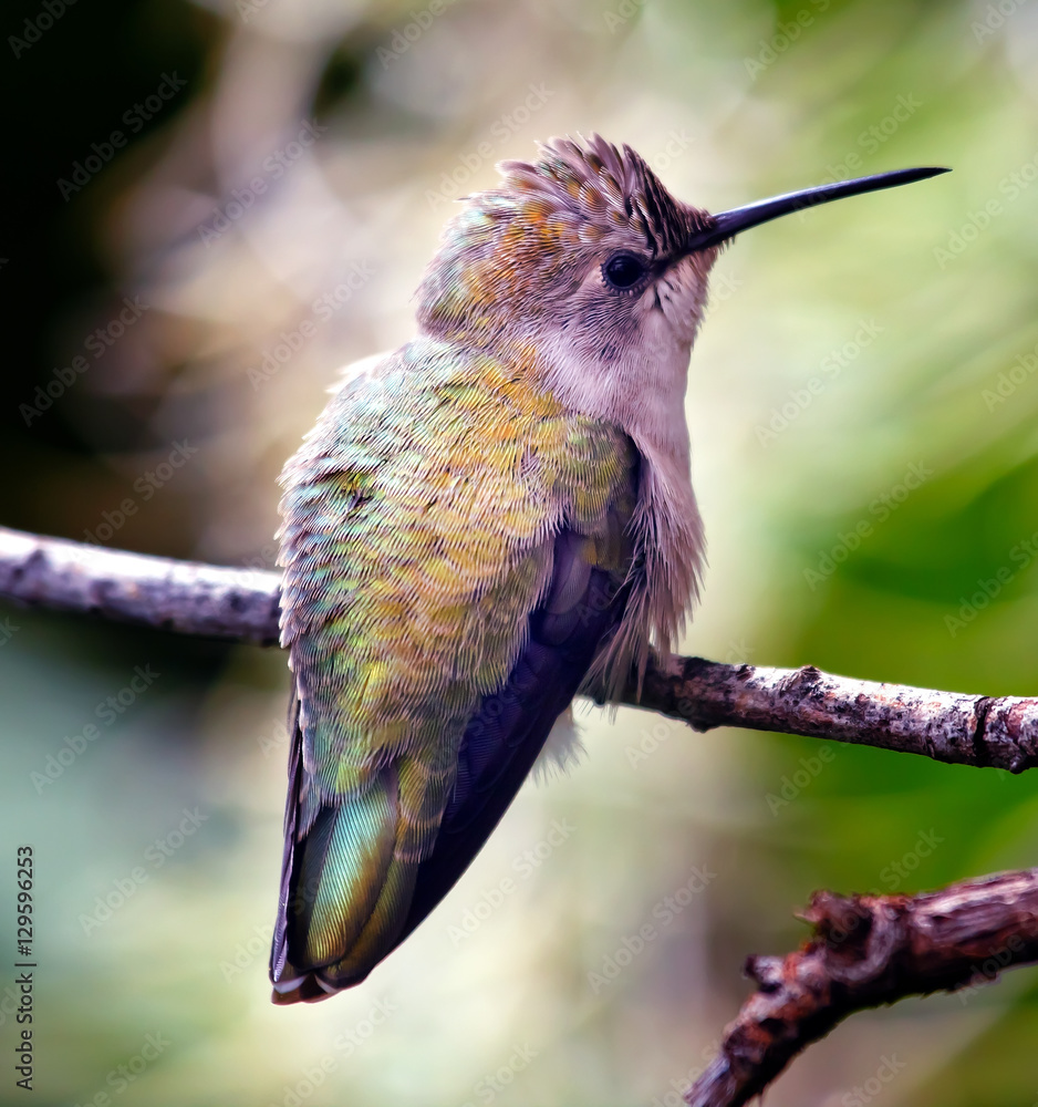 Anna Hummingbird Female Calpyte Anna Feathers Beak Close Up Stock Photo ...