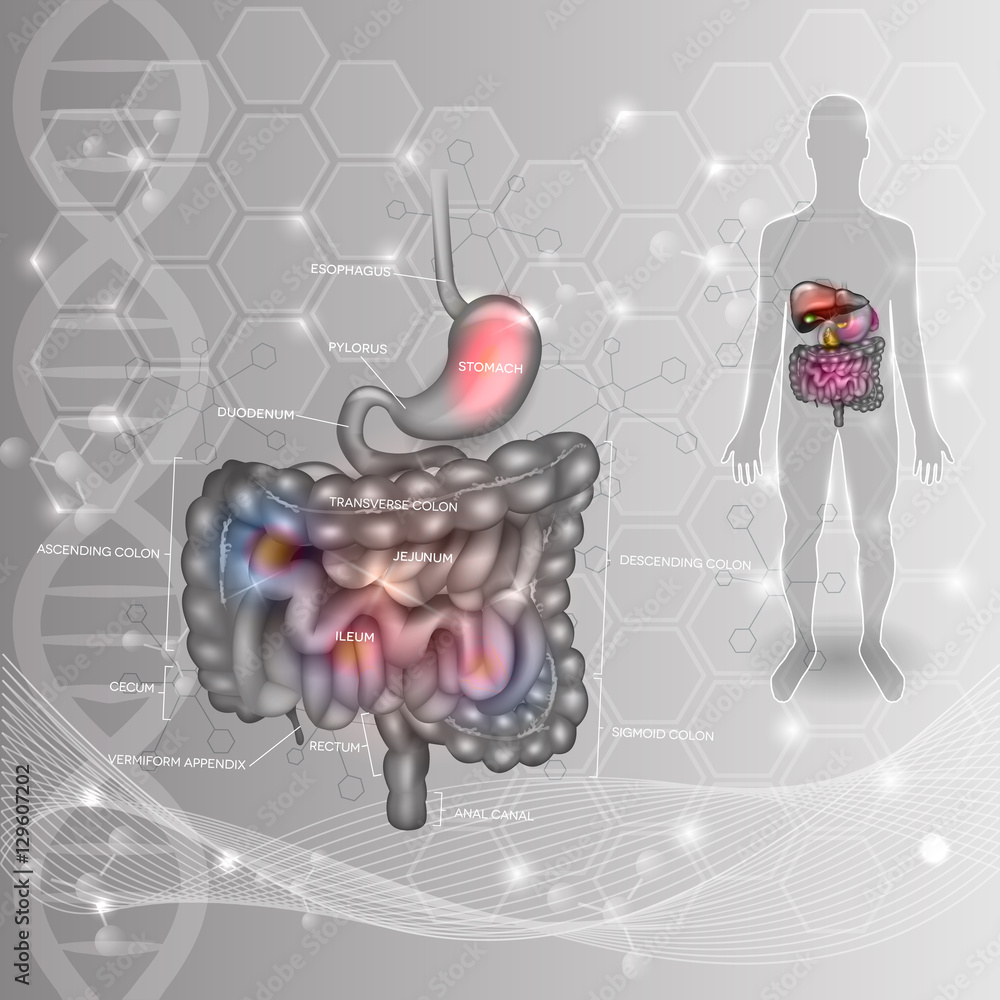 Digestive system abstract scientific background. Stomach, small and ...