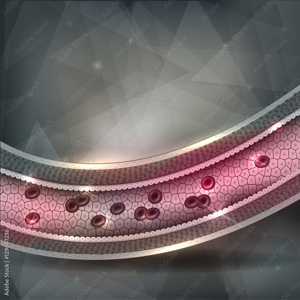 Healthy artery anatomy, artery layers detailed illustration on an ...