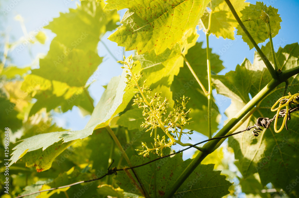 Stage of grape vine bloom - grape inflorescence with nearly 100% cap ...