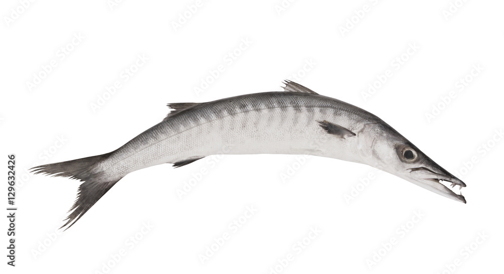Big barracuda fish isolated on white background Stock Photo | Adobe Stock