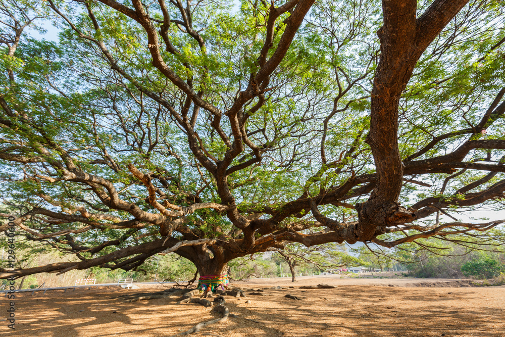 Giant tree,Rain tree,Samanea saman (Leguminosae),Minosoideae, Ka Stock ...