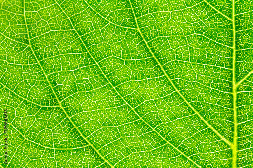 Leaf Texture Pattern