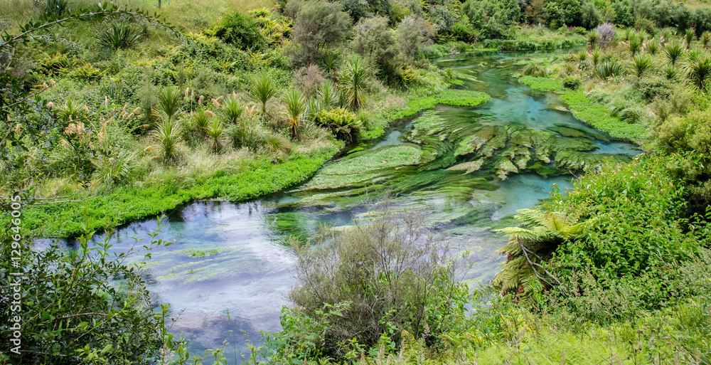 Blue Spring which is located at Te Waihou Walkway,Hamilton New Zealand ...