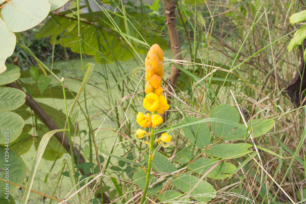 Closeup Ringworm Bush on tree or Candle bush, Ringworm shrub Stock ...