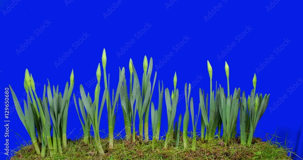 Daffodil Life Cycle from bulb to bloom. A 12-day Time Lapse. Stock ...