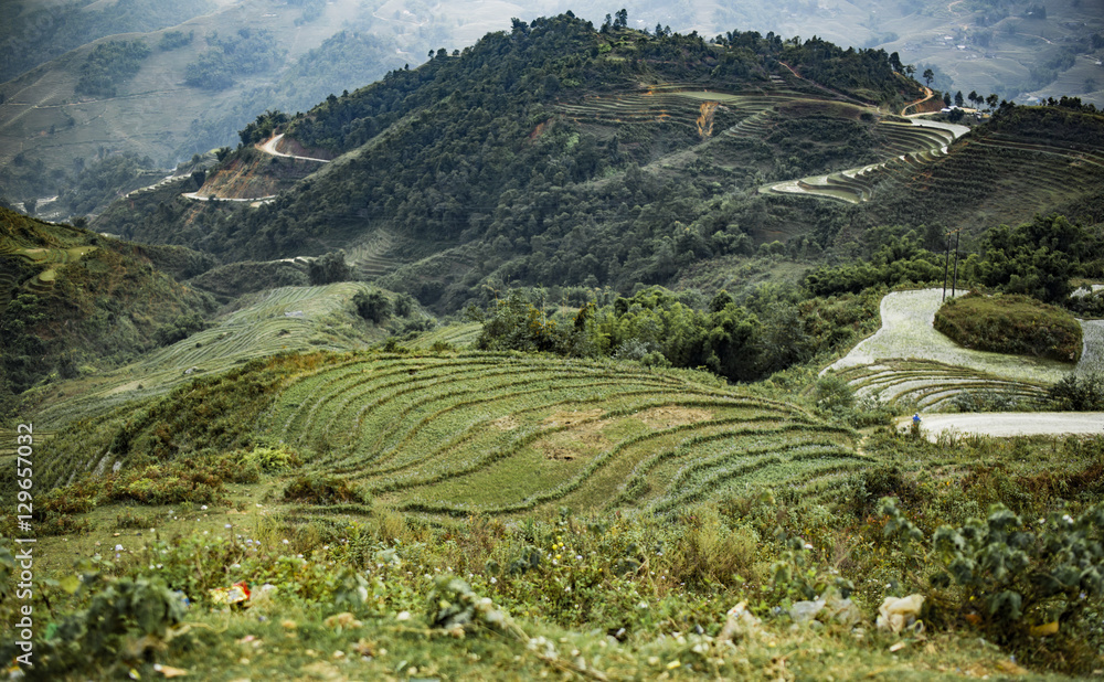 Mountain Rice Patties
