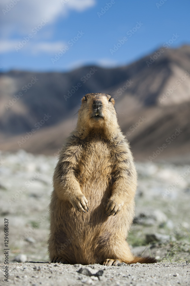 An inquisitive Himalayan marmot unwittingly strikes a pose, Ladakh Stock Photo | Adobe Stock