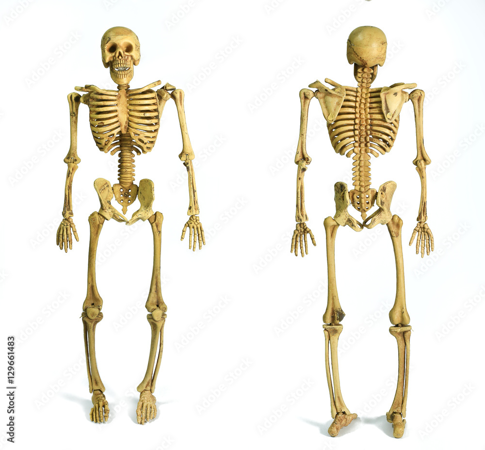 The pattern human skeletons isolated on white background , two skeleton ...
