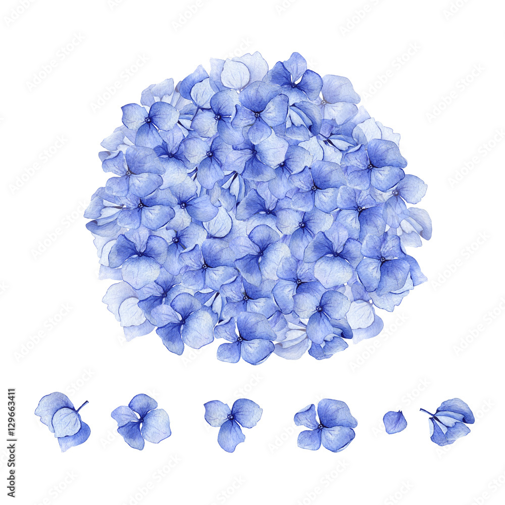 Blue watercolor hydrangea floral design set. Used for wedding or ...