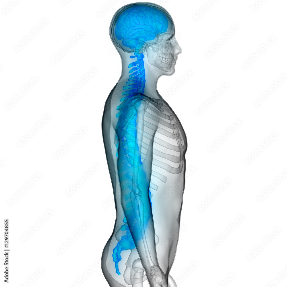 Brain With Spinal Cord Anatomy Stock Illustration | Adobe Stock