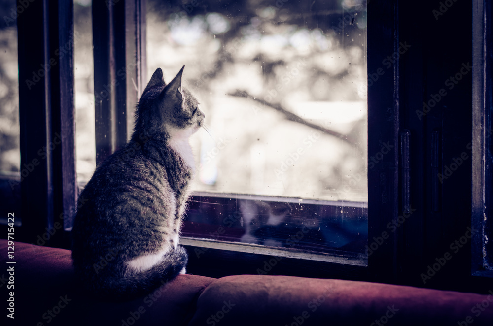 cat looking throught window Stock Photo | Adobe Stock