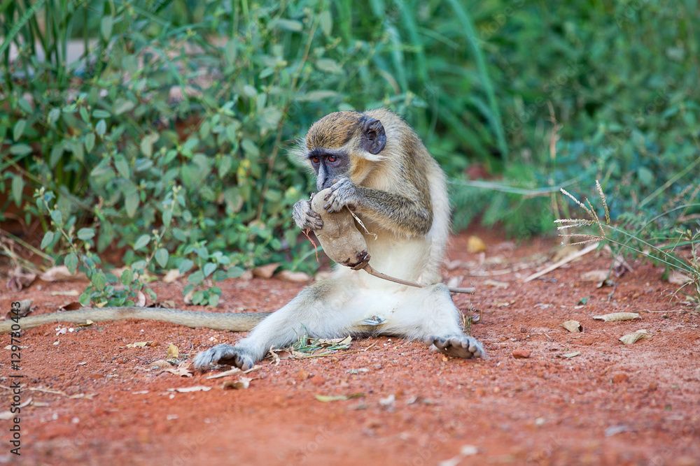 Chlorocebus Monkey eating , Bandia Nature Reserve, Senegal, Africa ...