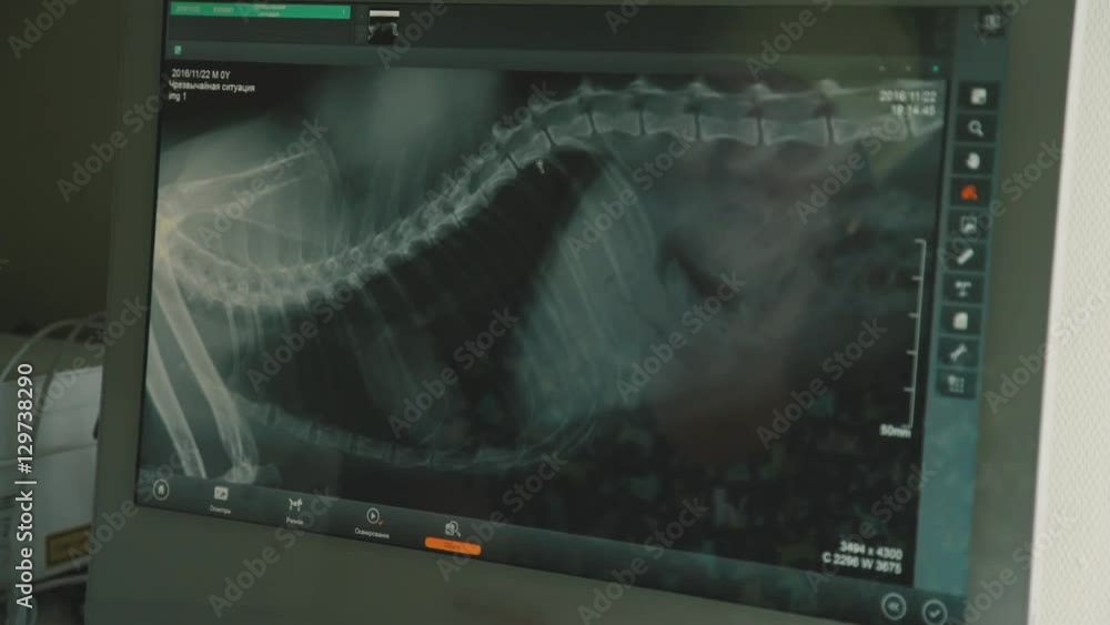 Screen computer monitor: X-ray picture of a dog skeleton. The doctor is ...