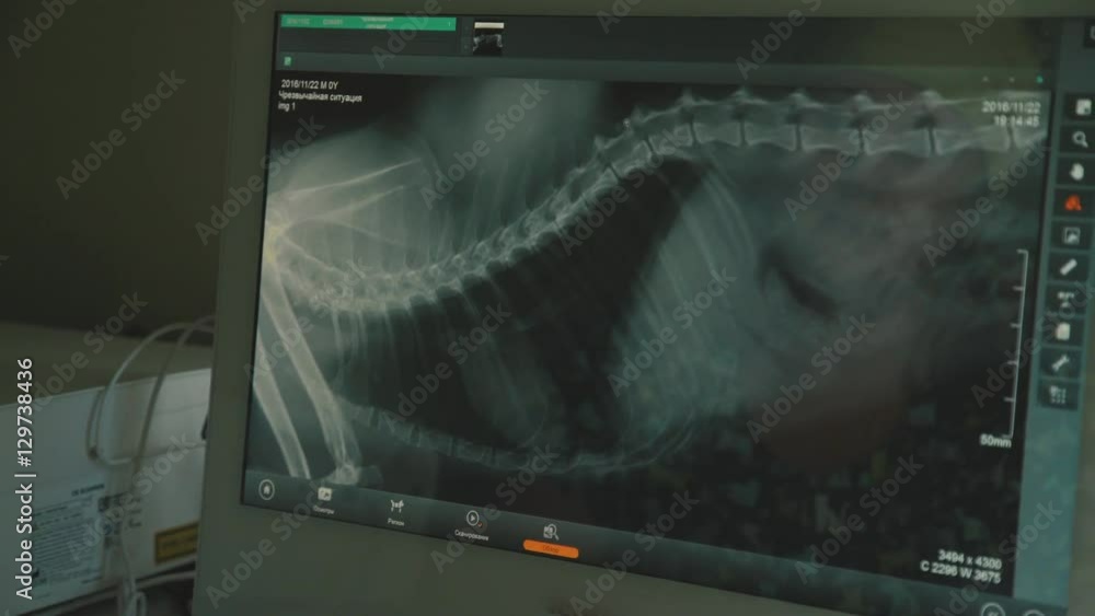 Screen computer monitor: X-ray picture of a dog skeleton. The doctor is ...