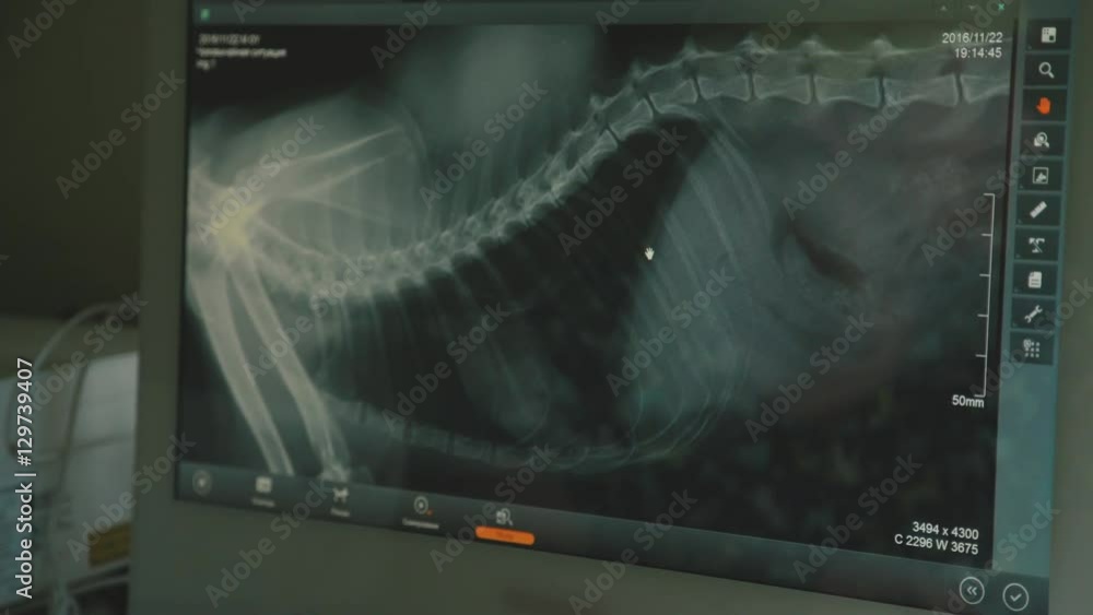 Screen computer monitor: X-ray of an animal. The doctor is a ...