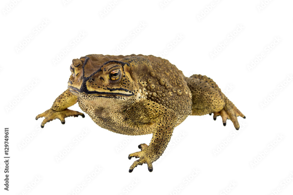 Toad isolated on white background Stock Photo | Adobe Stock