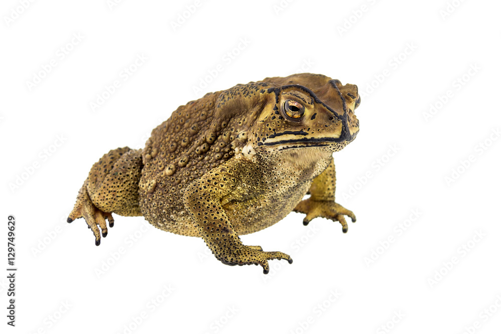 Toad isolated on white background Stock Photo | Adobe Stock