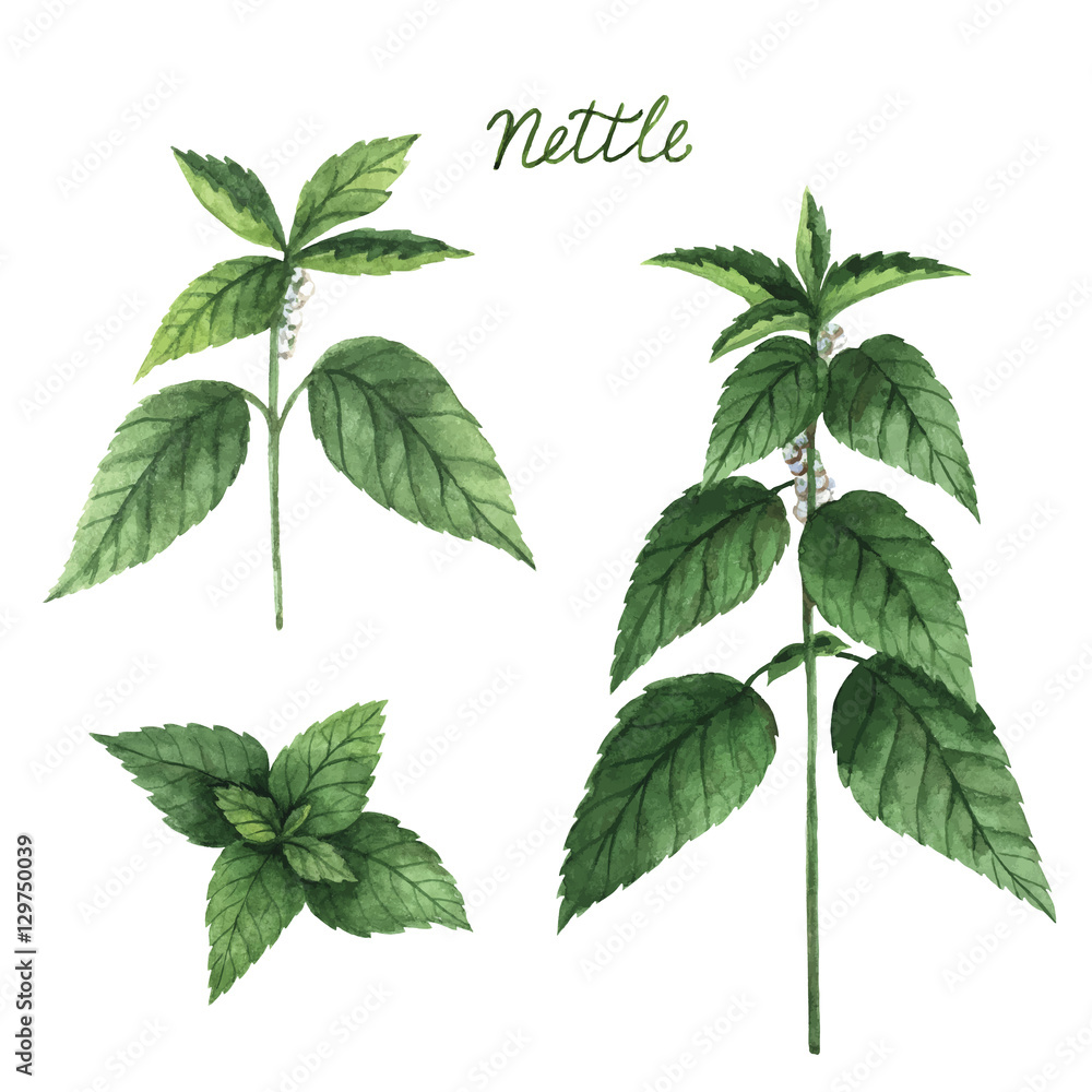 Hand drawn watercolor vector botanical illustration of nettle. Stock ...