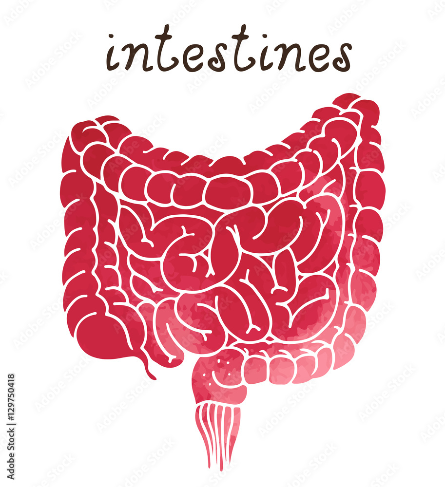 Large and small intestines vector watercolor illustration, human ...